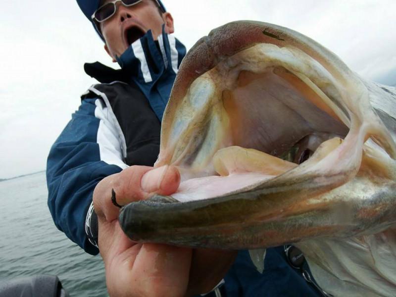 Bigger fish caught on BOOGIE BACK! – Lure&Boat BackLash Japan