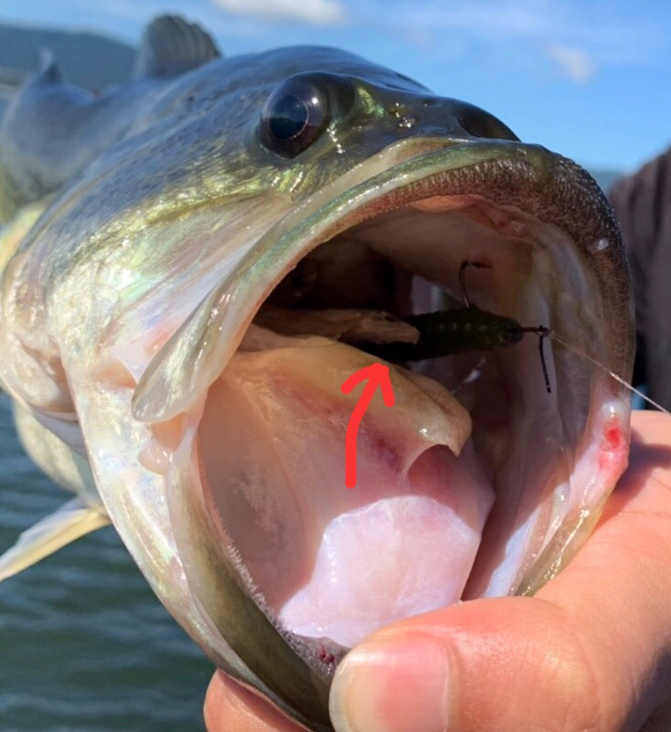 Field report / Wakasagi fish in its mouth!!! – Lure&Boat BackLash Japan
