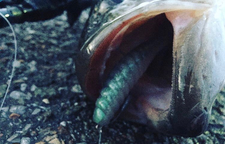 IRON SHAD FOR WINTER FISHING – Lure&Boat BackLash Japan