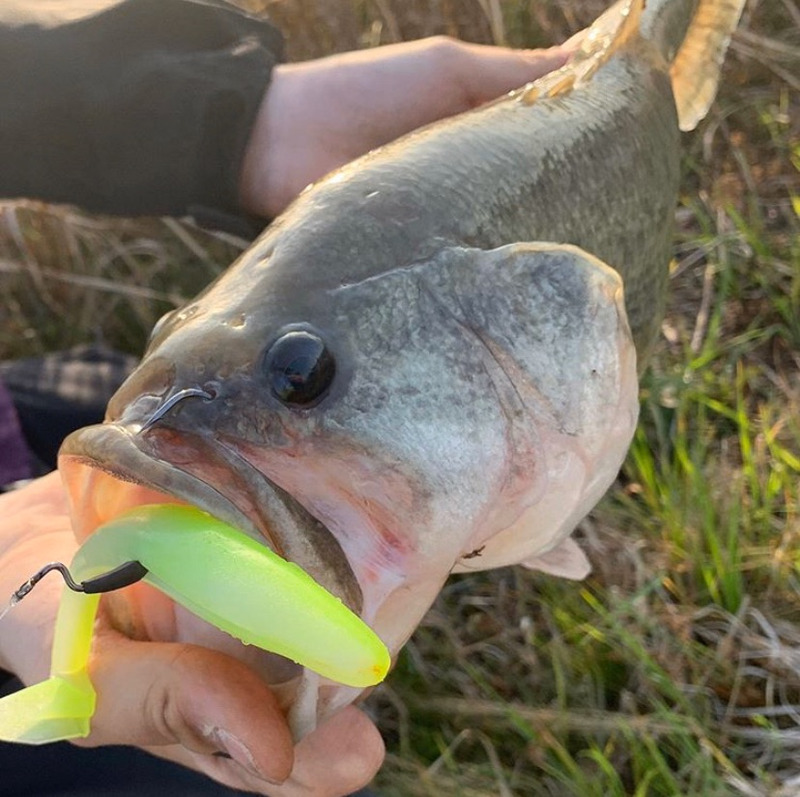 KINOKUNI-LEMMON – Lure&Boat BackLash Japan